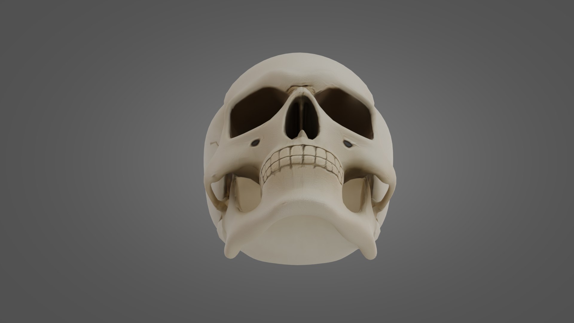 3D Low-Poly Human Skull - TurboSquid 2252030