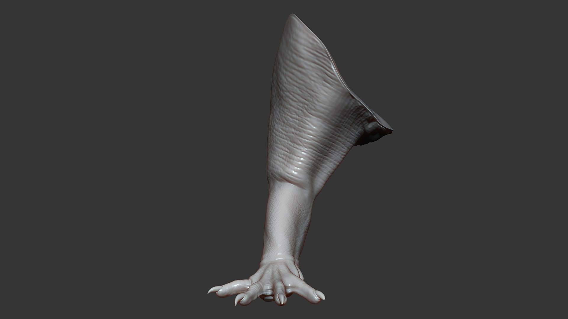 Rat Front Leg Highpoly Sculpt 3D Model - TurboSquid 1809929