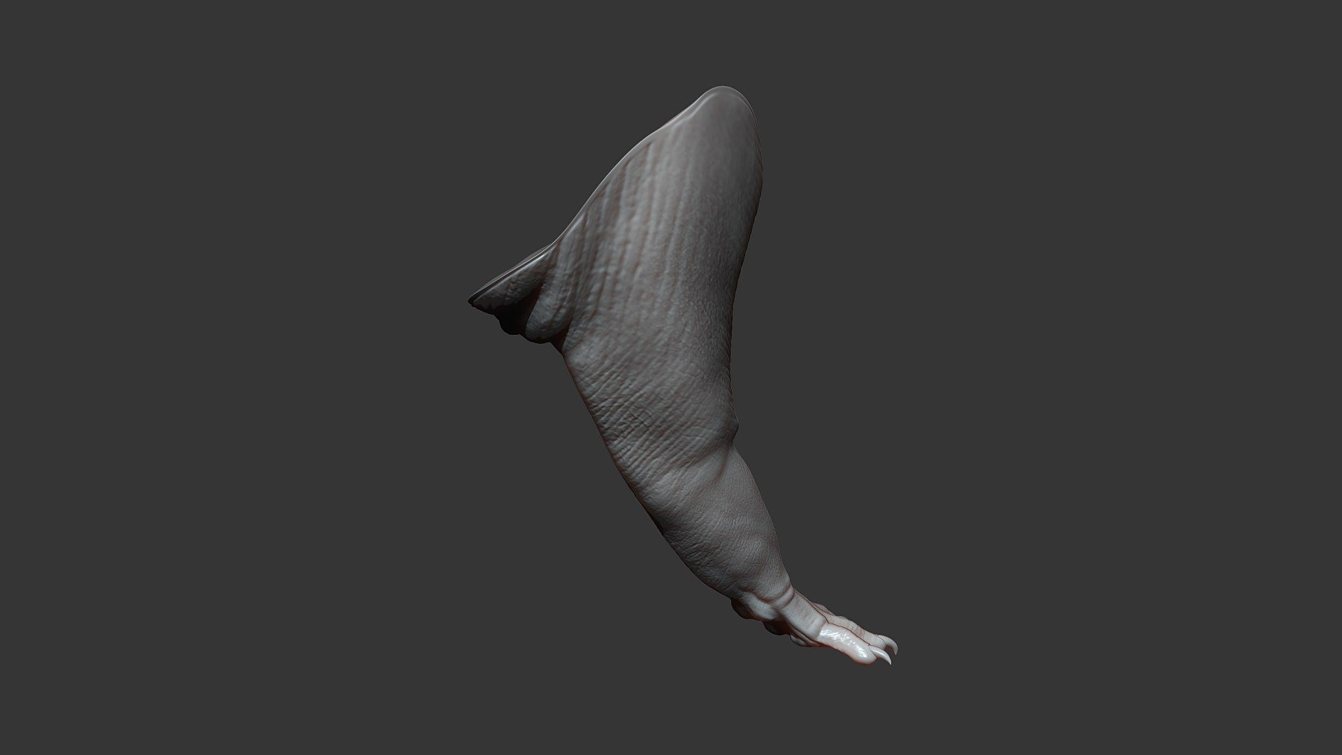 Rat Front Leg Highpoly Sculpt 3D Model - TurboSquid 1809929