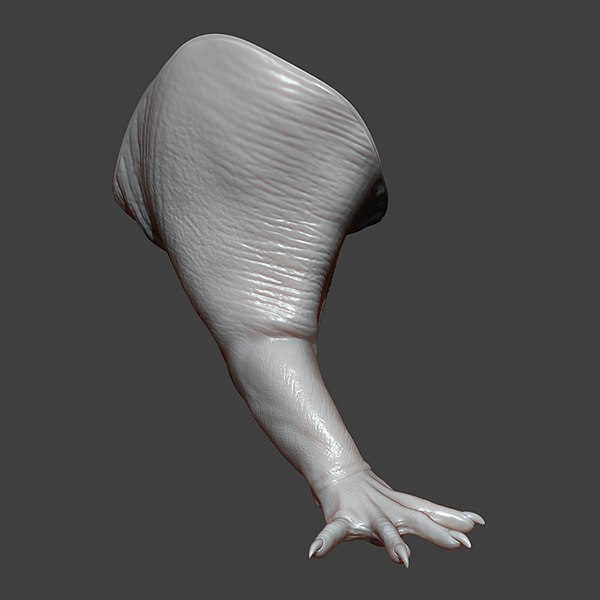 3D модель Передняя лапа крысы Highpoly Sculpt - TurboSquid 1809929