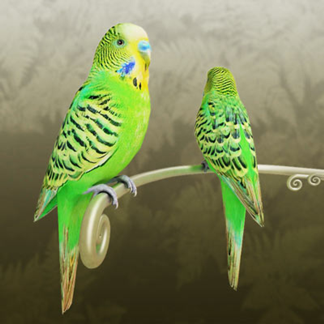 x budgie birds parrots