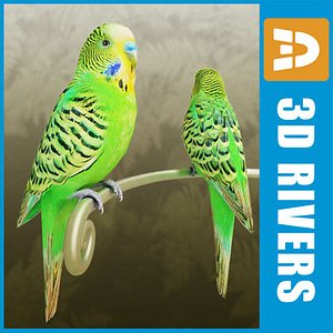 Download Free & Premium Budgie 3D Models | TurboSquid