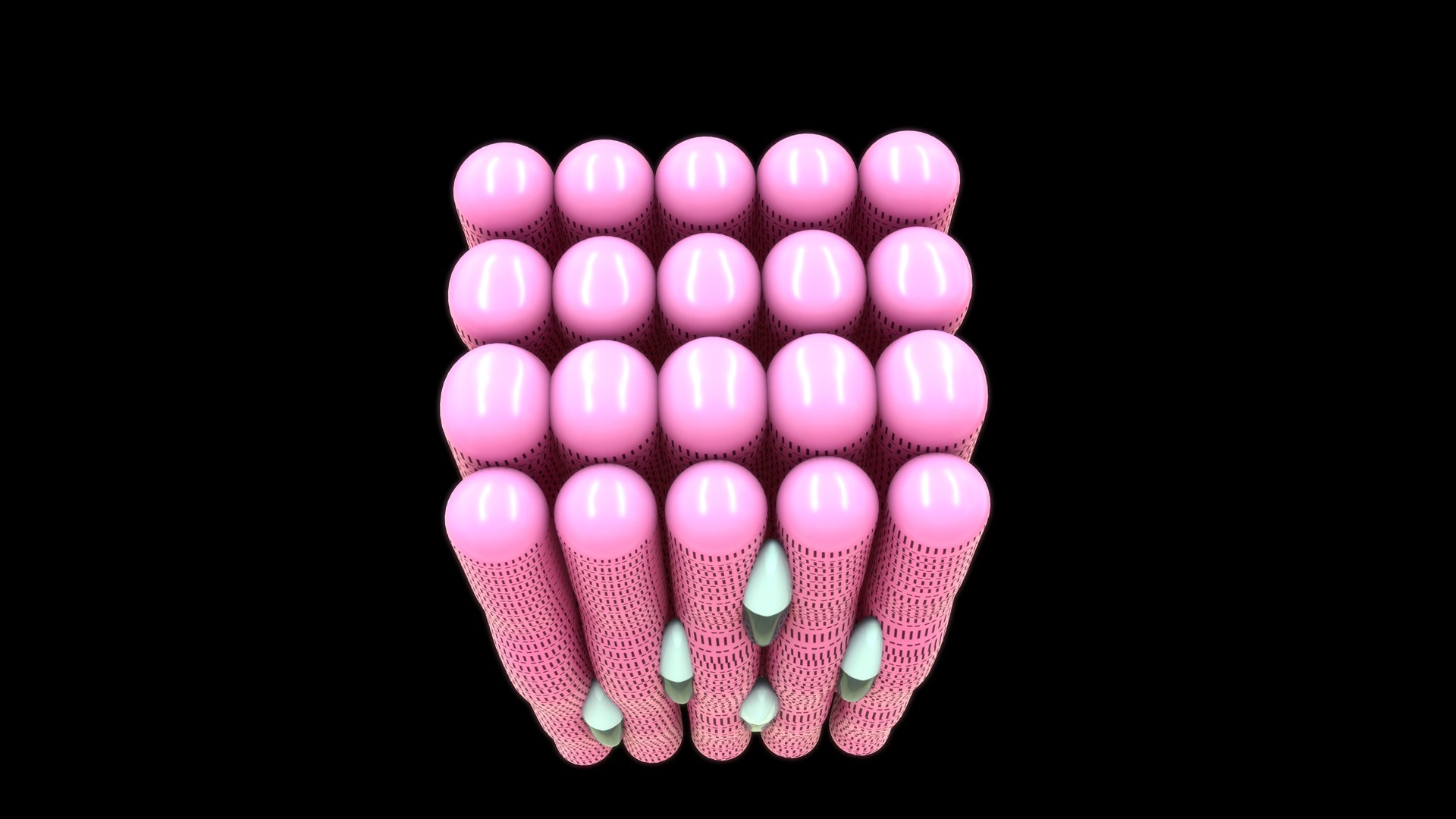 Striped Muscles Skeletal Muscle Tissue 3D - TurboSquid 2187672