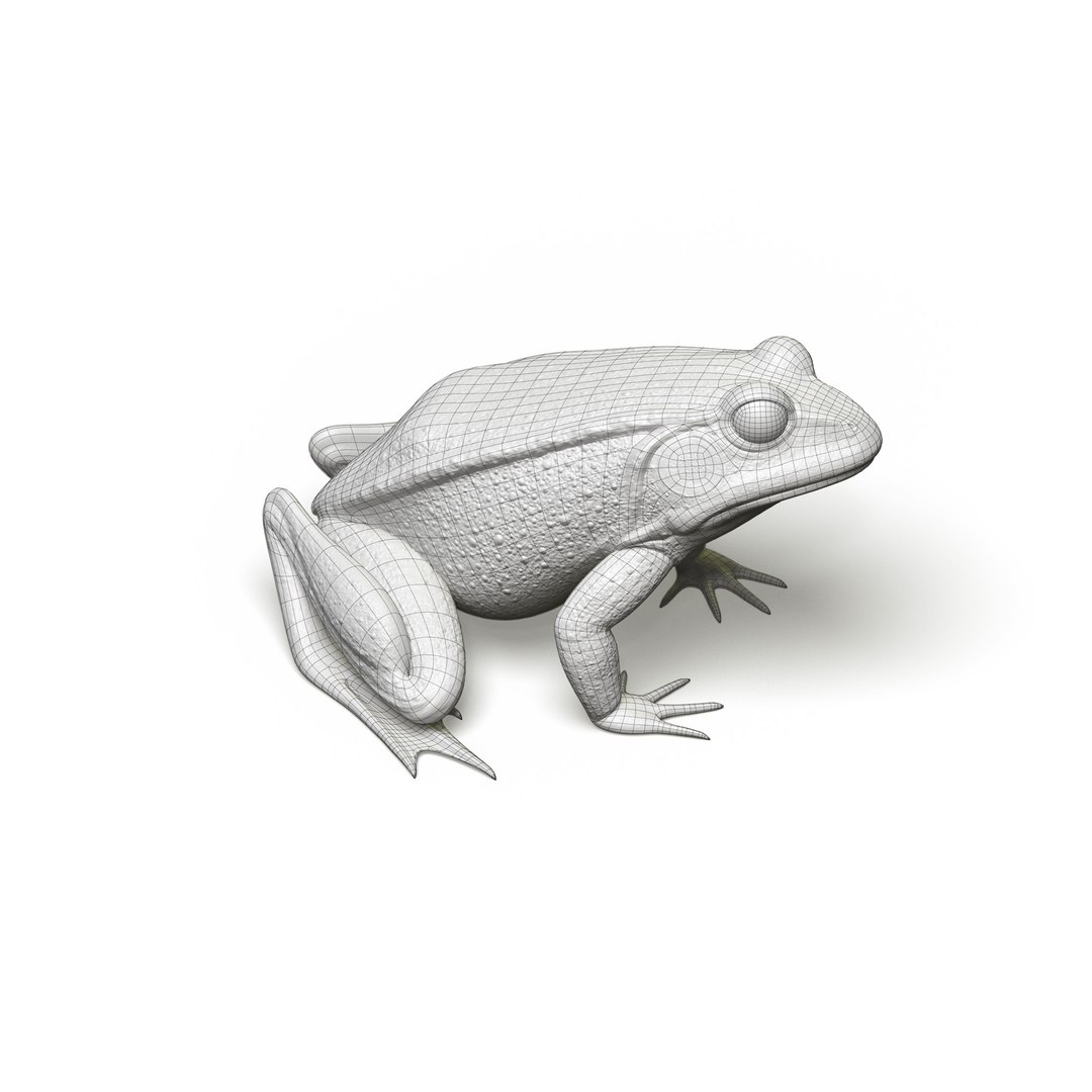 Lake Frog Model - TurboSquid 2086943