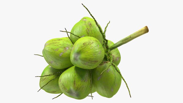 modelo 3d Racimo de coco verde - TurboSquid 1557624