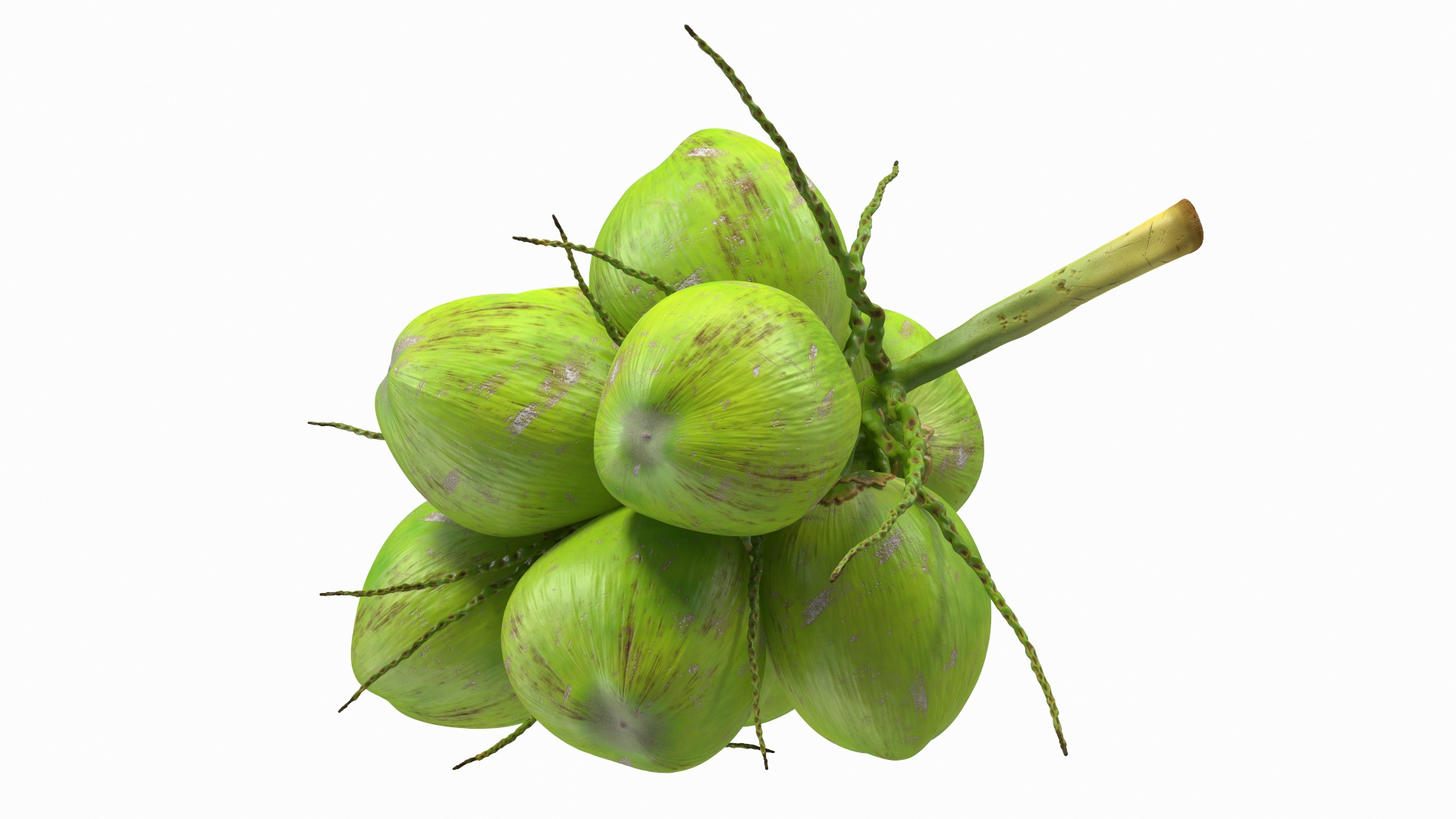 Green Coconut Cluster 3D Model - TurboSquid 1557624