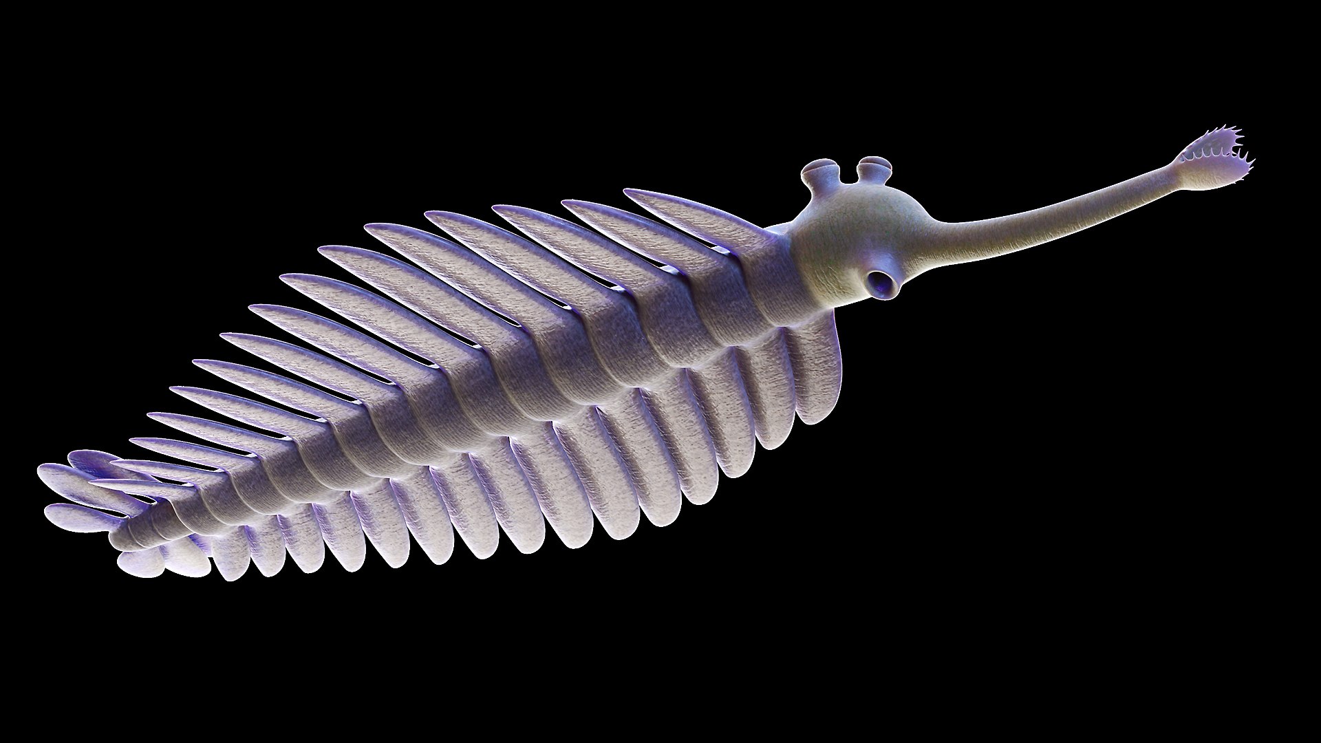 3D Model Opabinia Static - TurboSquid 1783954