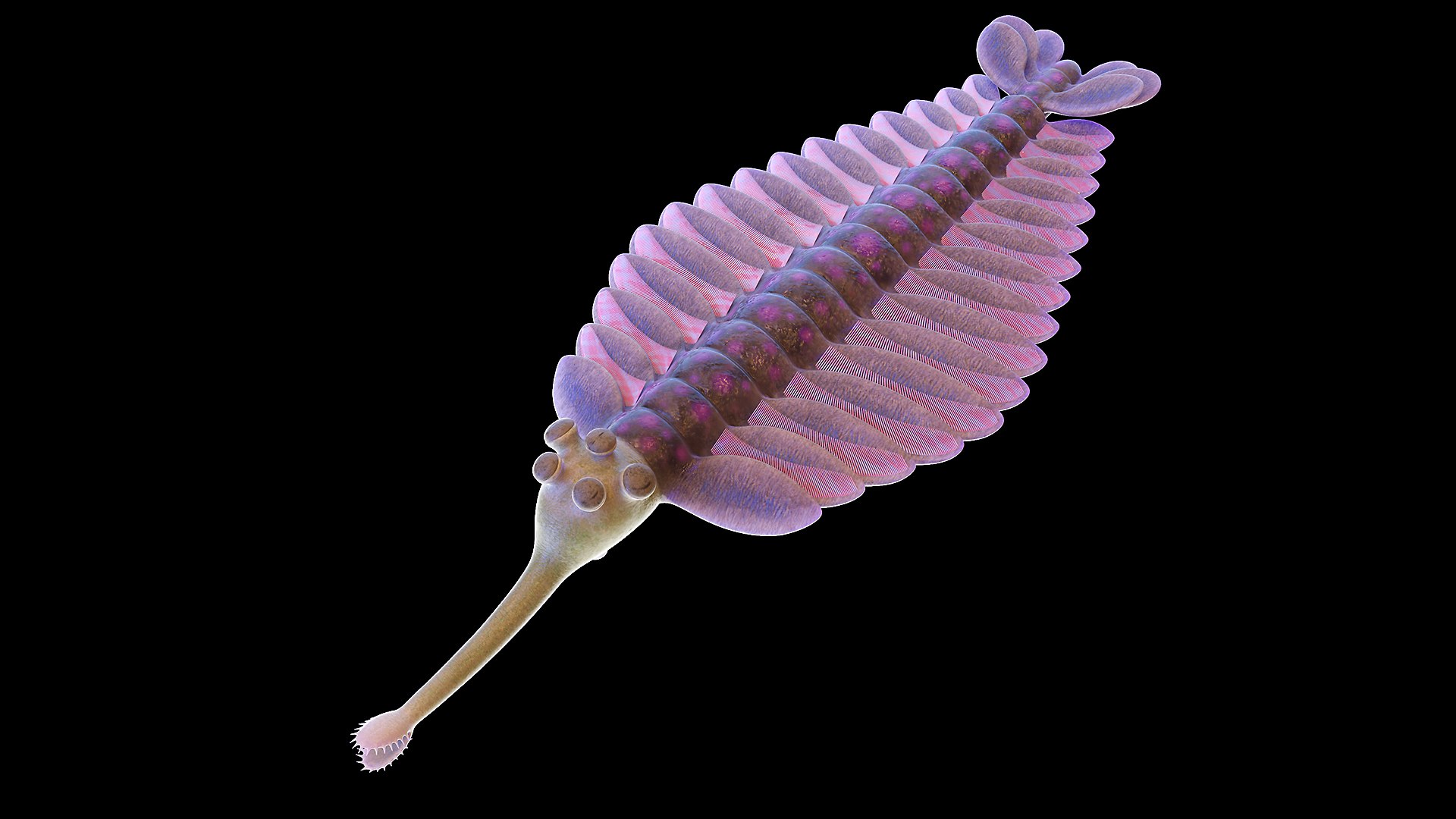 3D Model Opabinia Static - TurboSquid 1783954