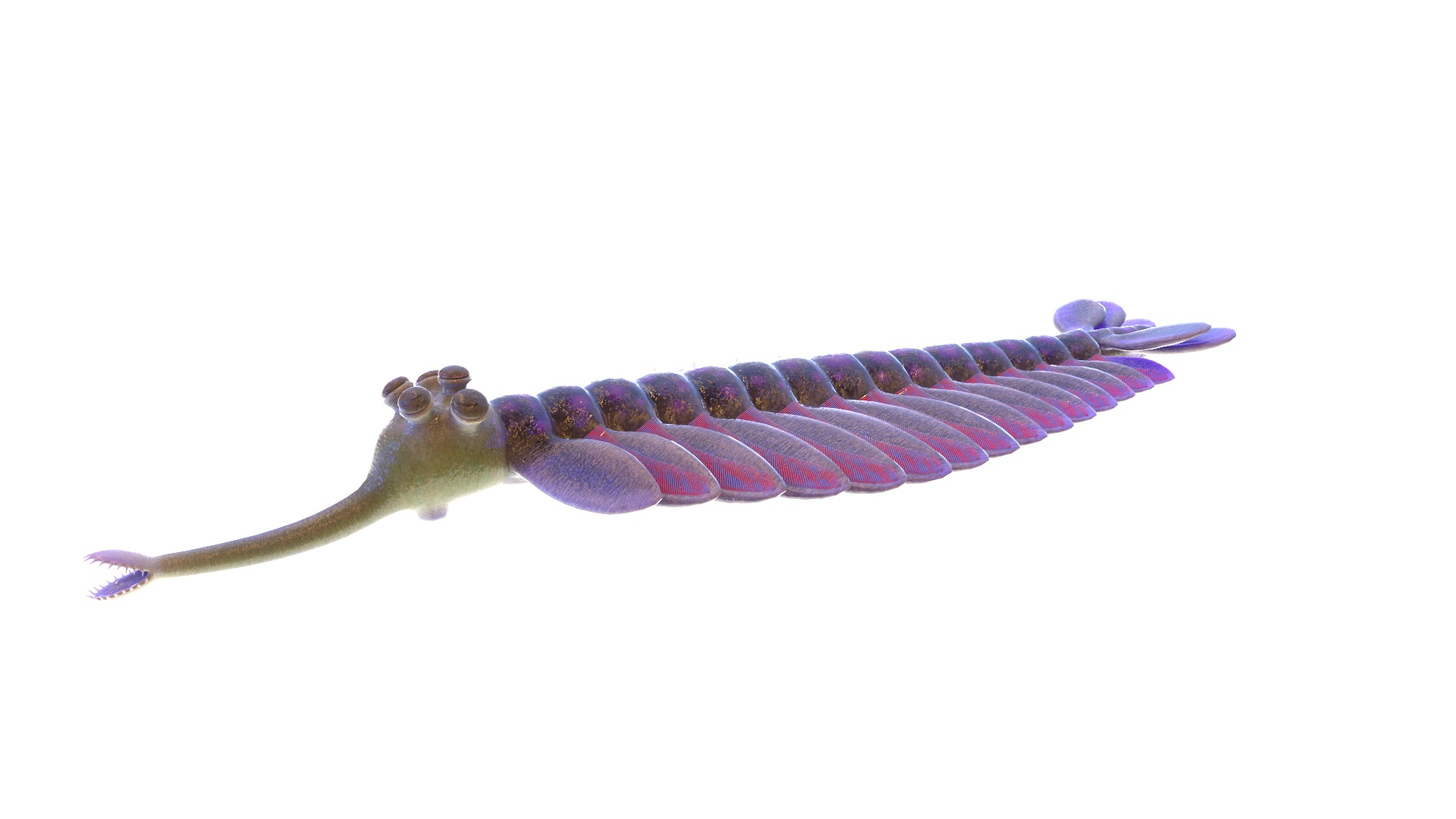 3D Model Opabinia Static - TurboSquid 1783954