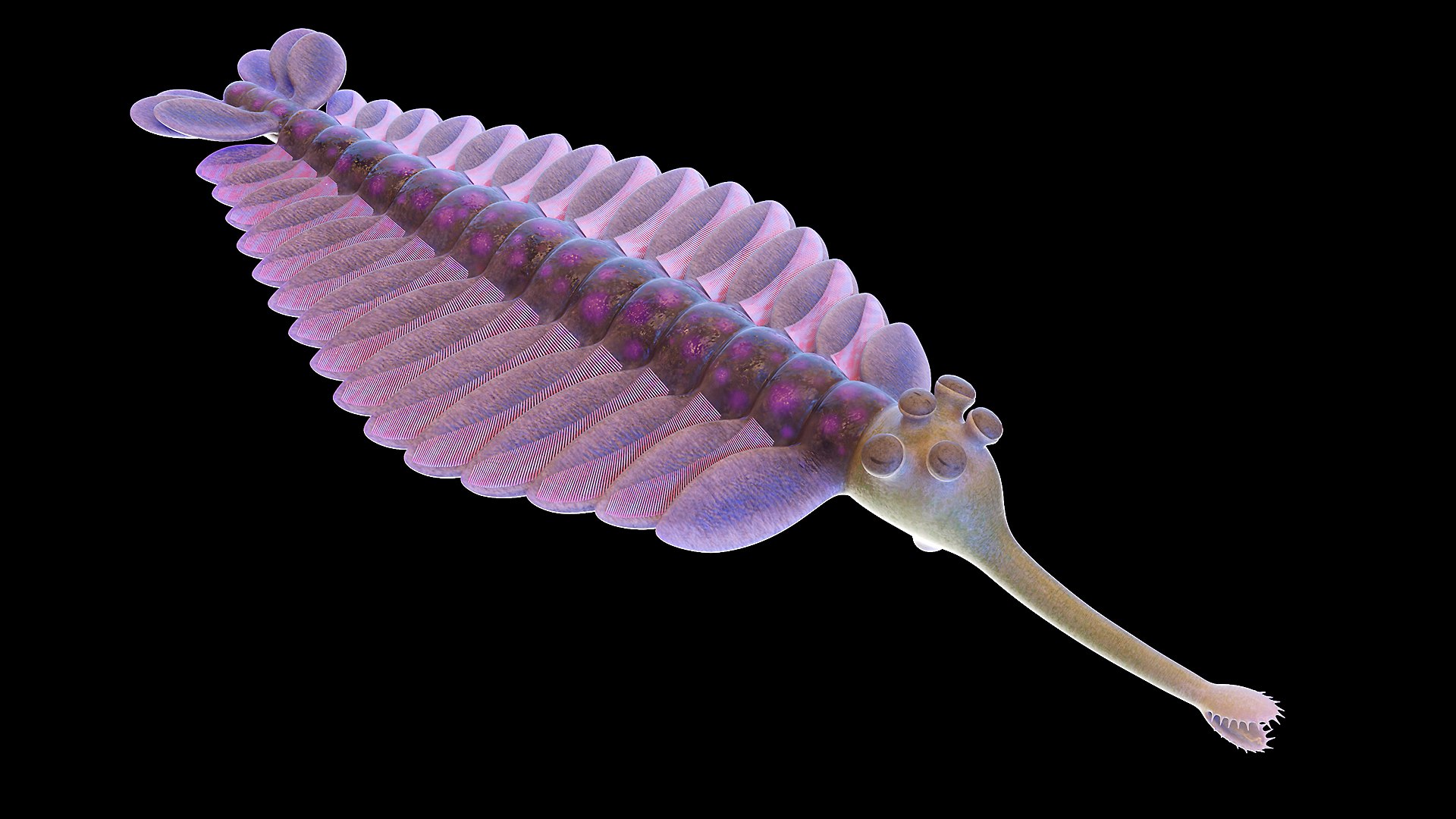 3D Model Opabinia Static - TurboSquid 1783954