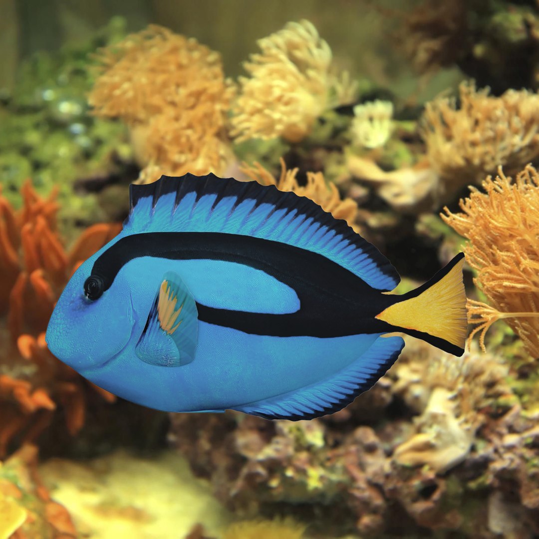 Blue tang - paracanthurus 3D - TurboSquid 1150476