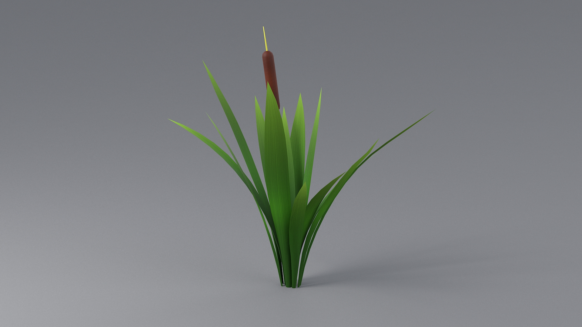 Cartoon Cattail 04 3D Model - TurboSquid 1936190