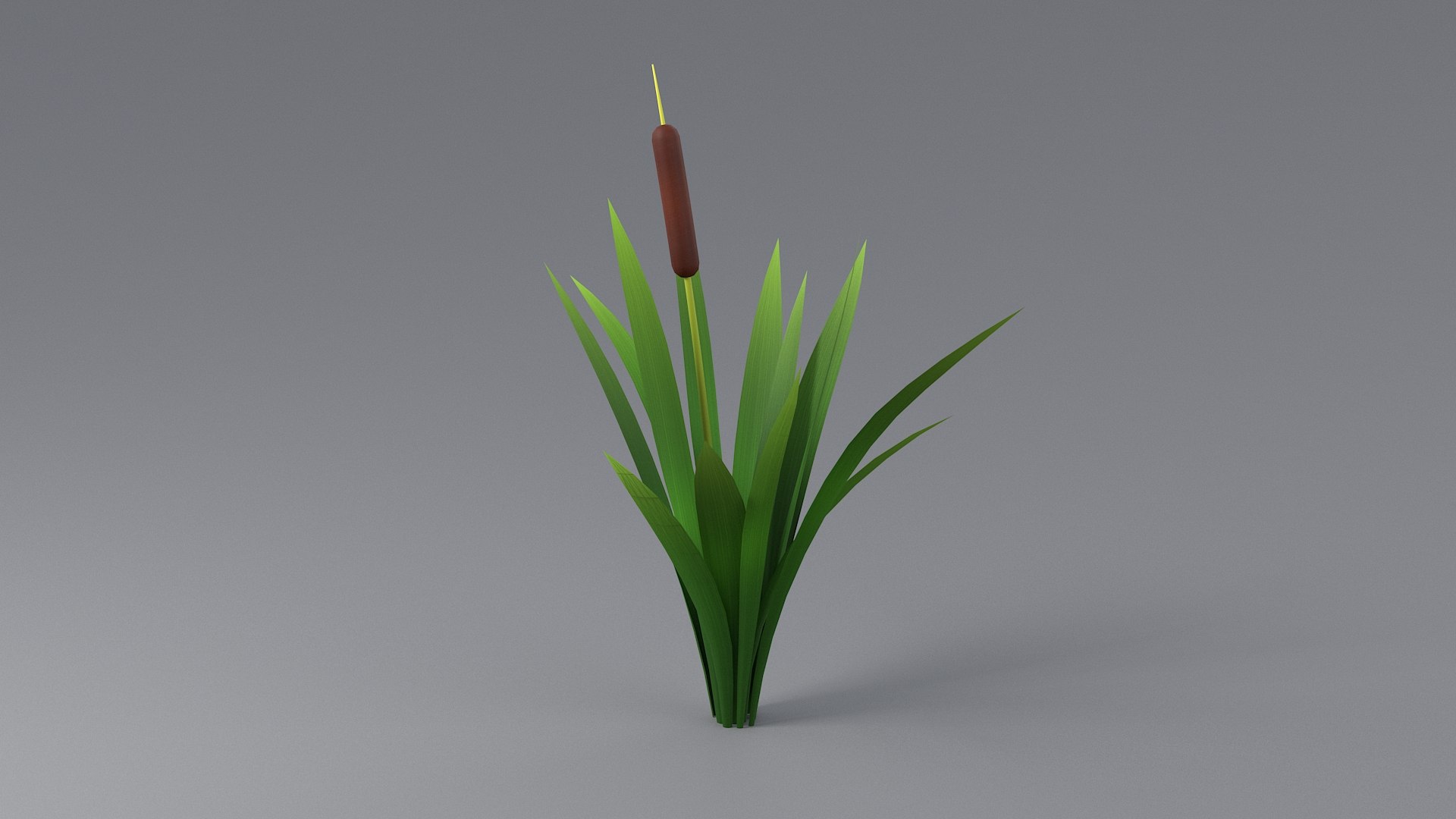 Cartoon Cattail 04 3D Model - TurboSquid 1936190