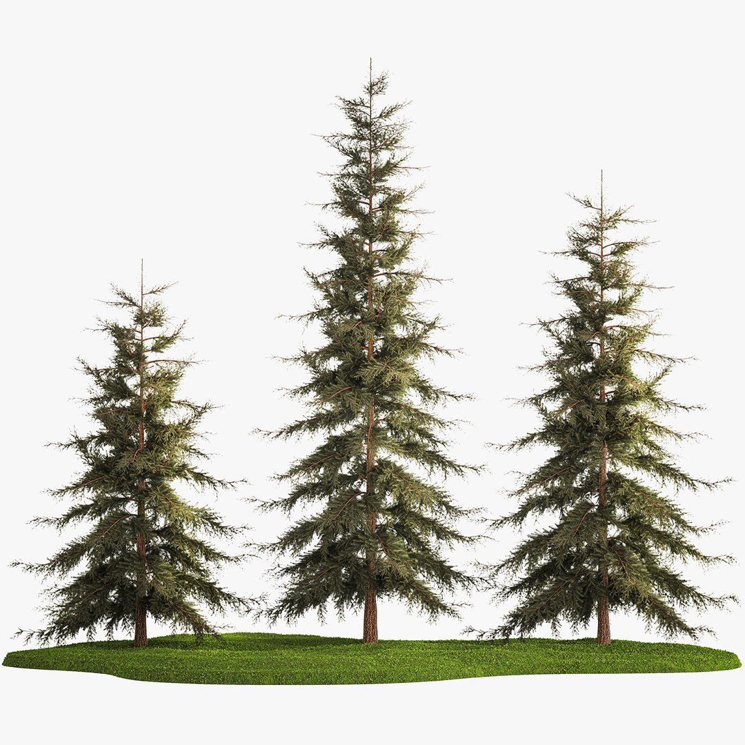 Spruce And Fir Trees For The Park 1157 3D - TurboSquid 1997994