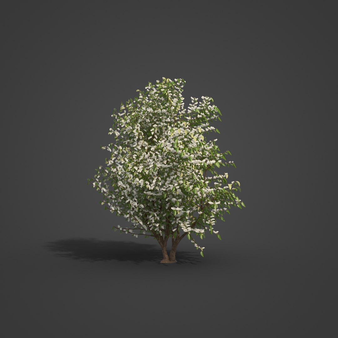 3D 2021 PBR European Bird Cherry Collection - Prunus Padus - TurboSquid ...