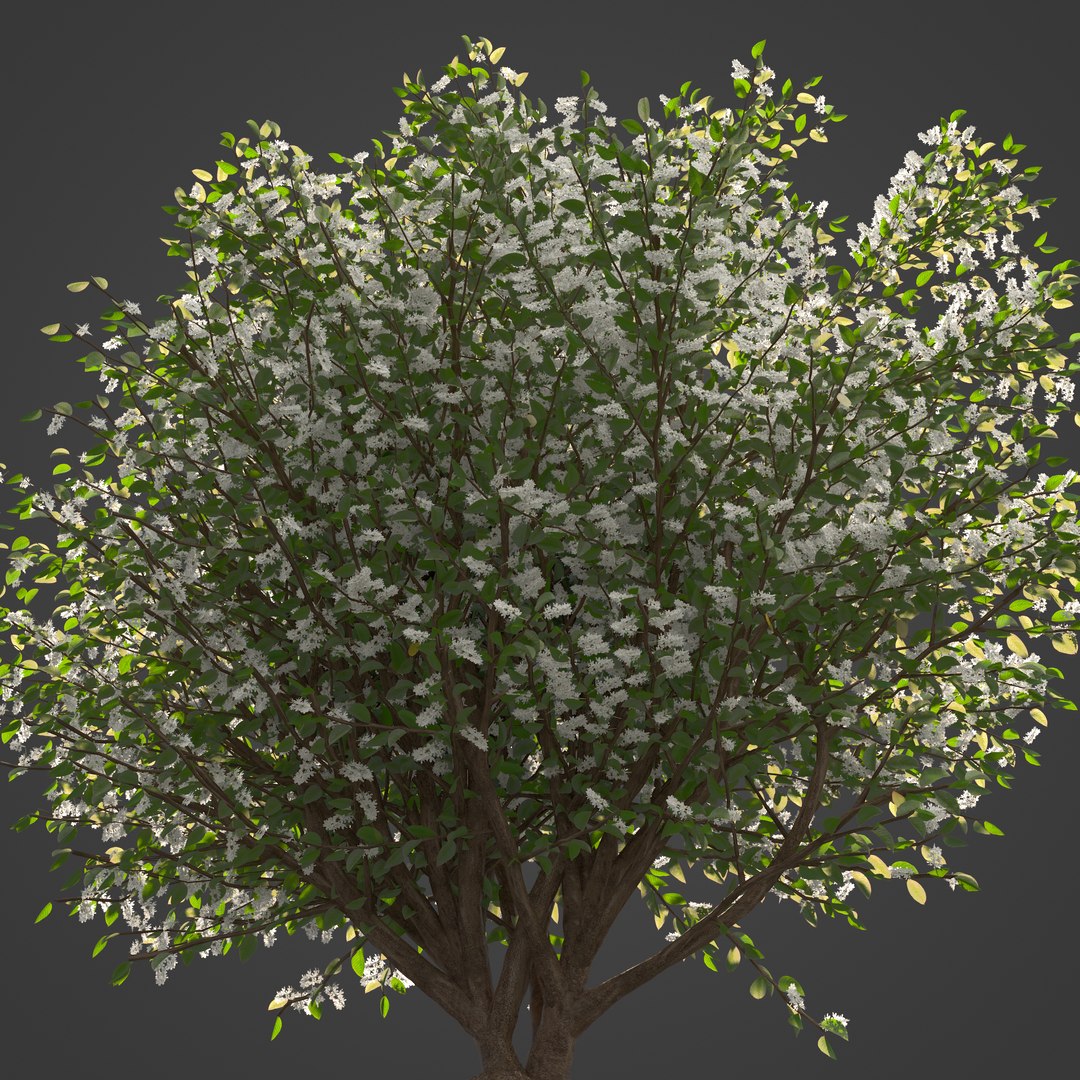 3D 2021 PBR European Bird Cherry Collection - Prunus Padus - TurboSquid ...