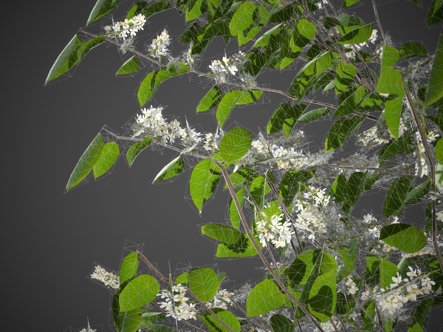 3D 2021 PBR European Bird Cherry Collection - Prunus Padus - TurboSquid ...