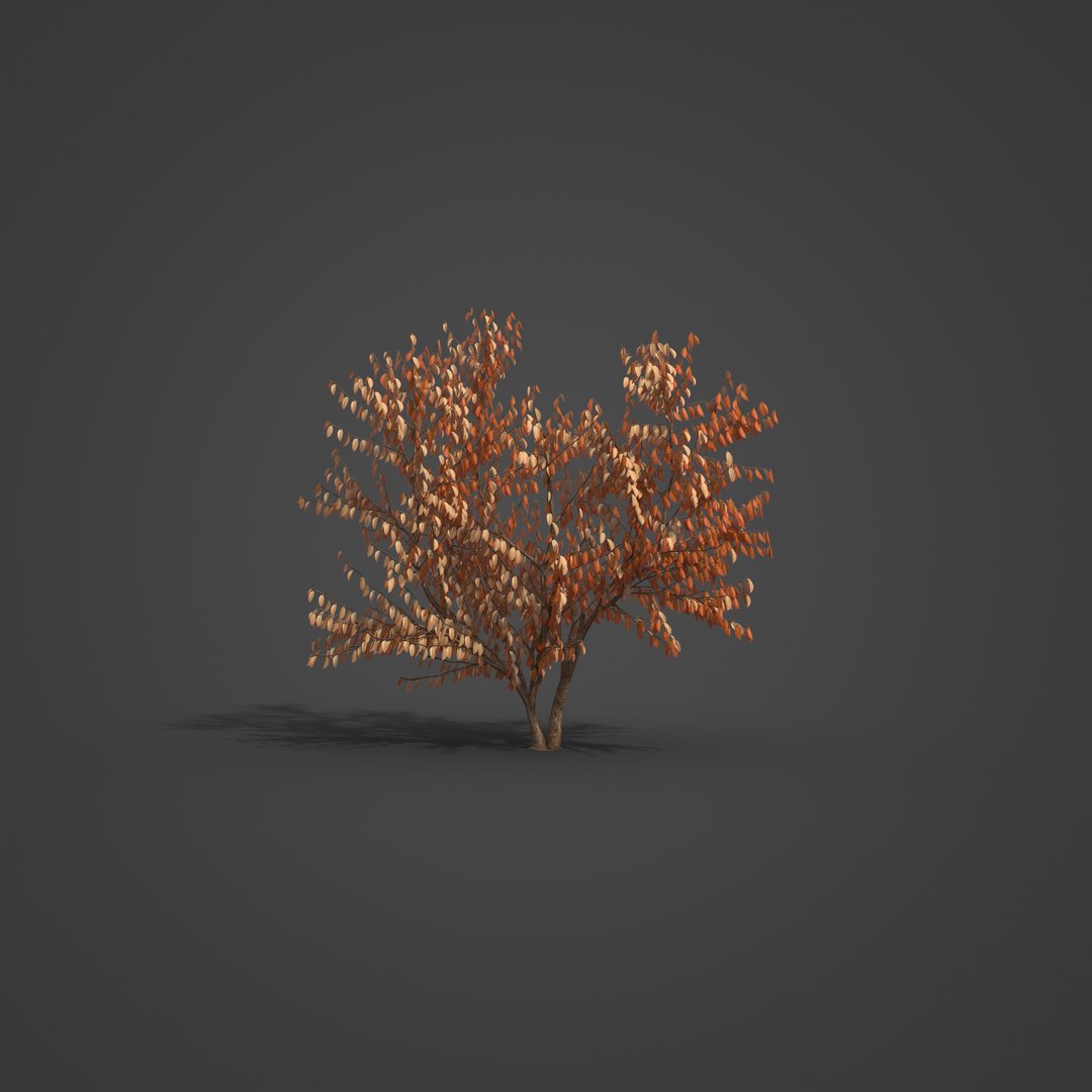 3D 2021 PBR European Bird Cherry Collection - Prunus Padus - TurboSquid ...