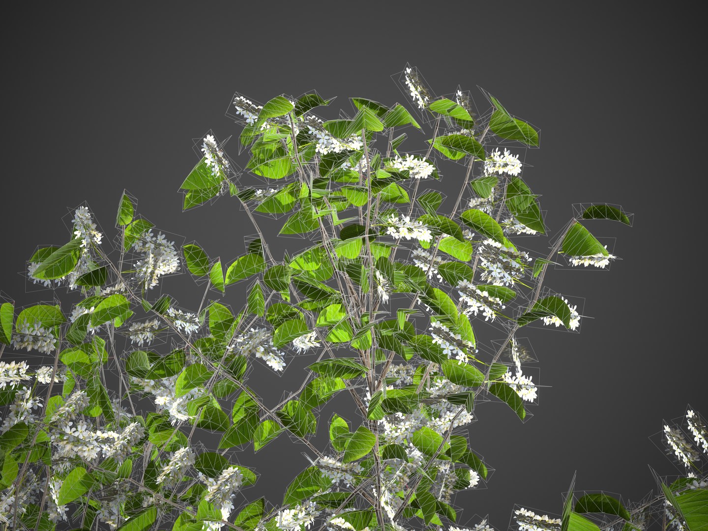 3D 2021 PBR European Bird Cherry Collection - Prunus Padus - TurboSquid ...