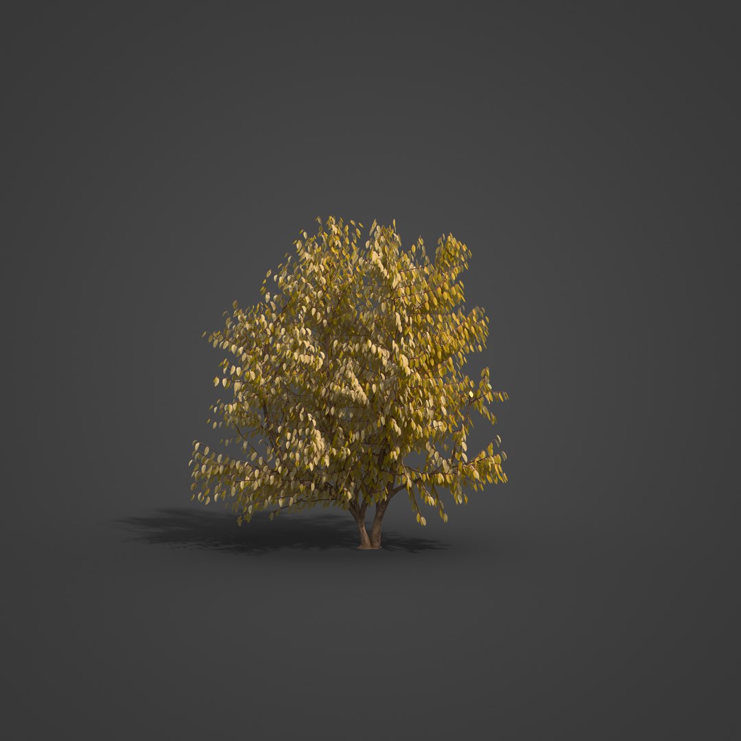 3D 2021 PBR European Bird Cherry Collection - Prunus Padus - TurboSquid ...