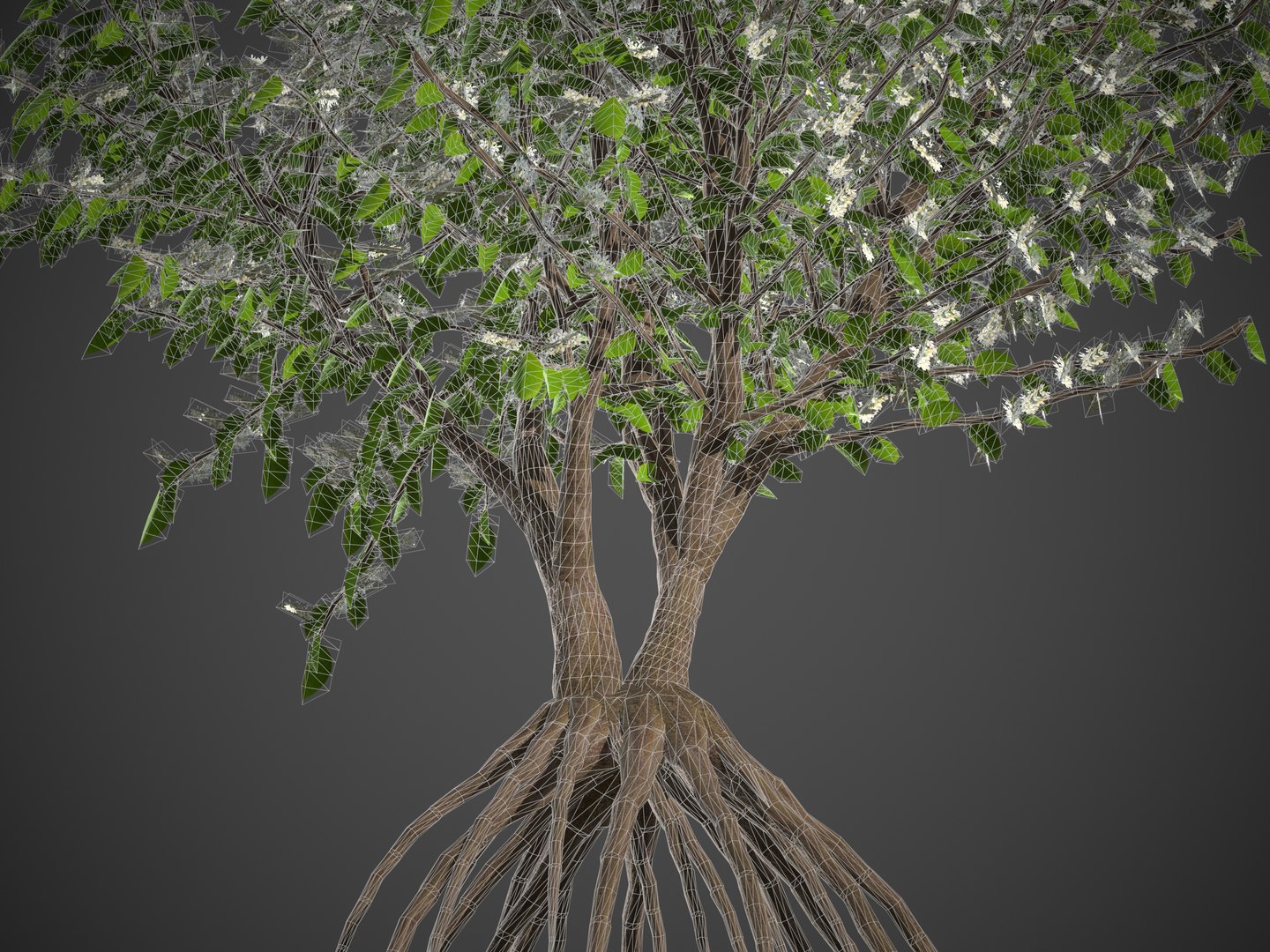 3D 2021 PBR European Bird Cherry Collection - Prunus Padus - TurboSquid ...