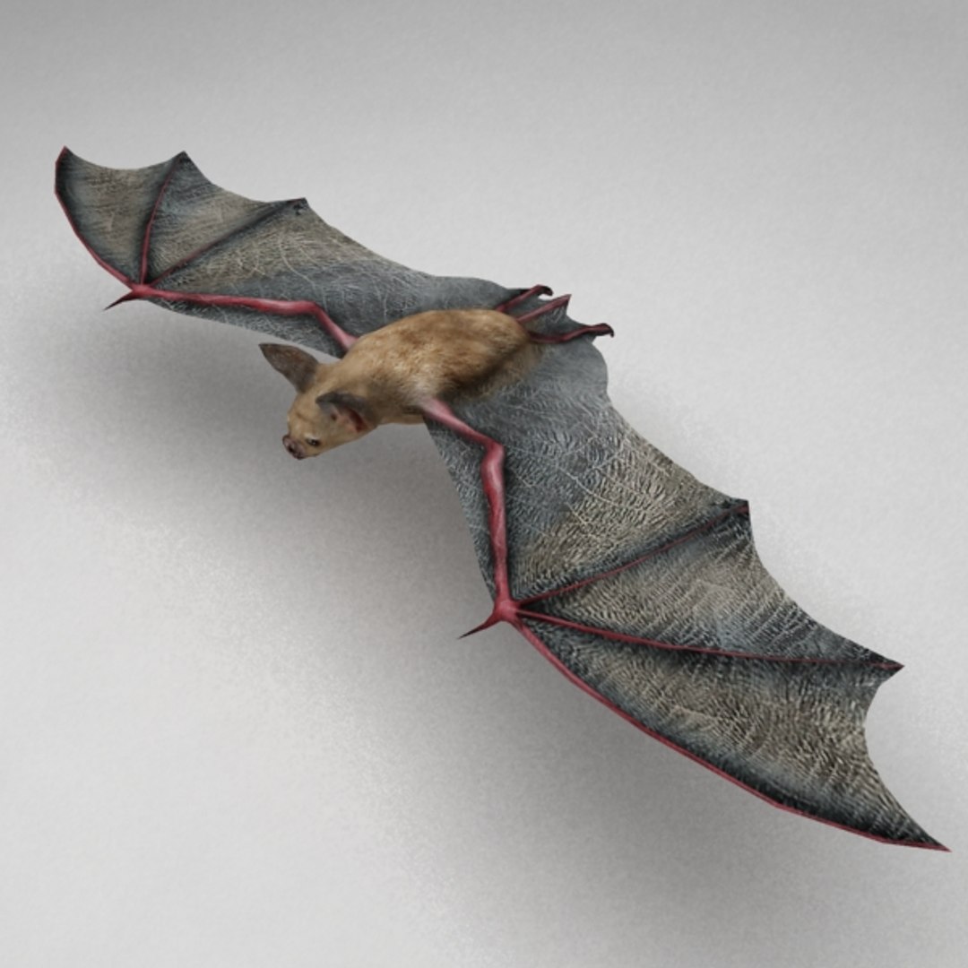 3d Model Of Rigged Vampire Bat Fly Animation