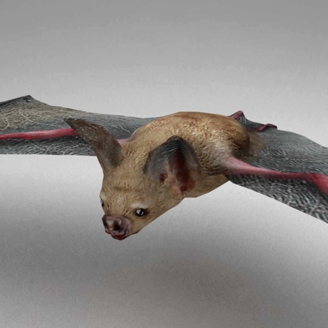 3d Model Of Rigged Vampire Bat Fly Animation