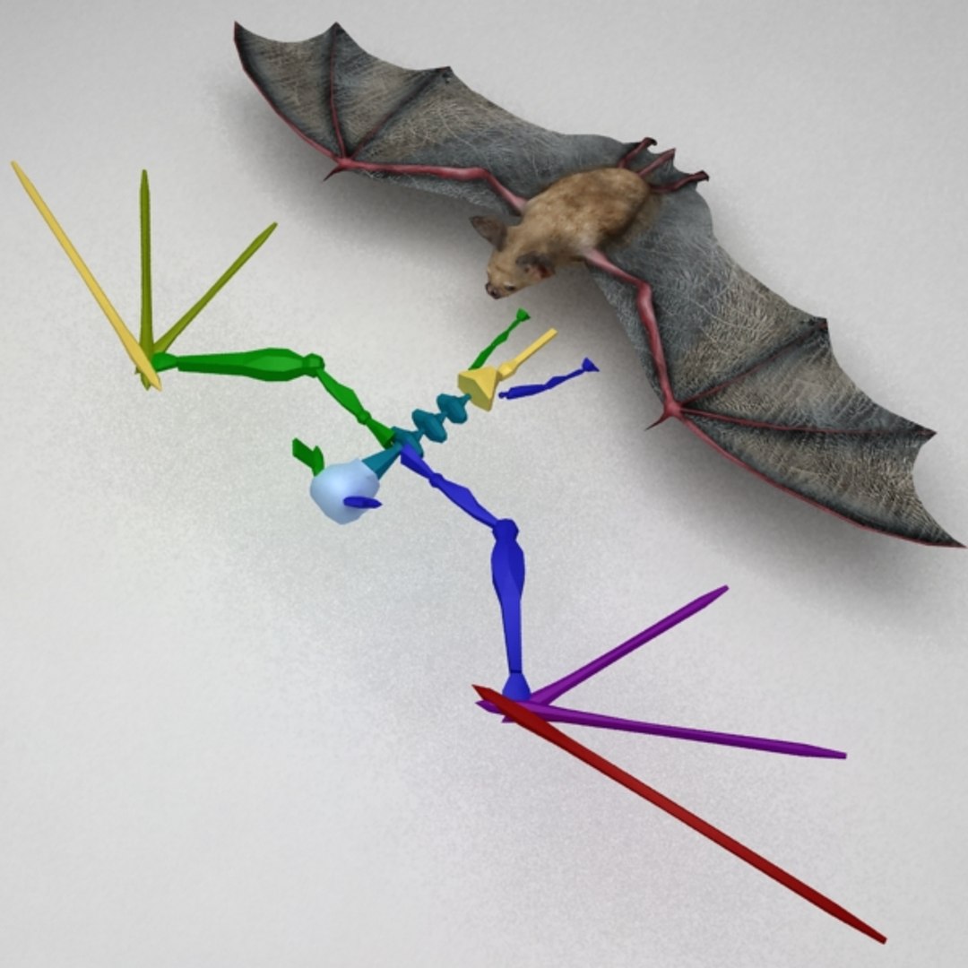 3d Model Of Rigged Vampire Bat Fly Animation