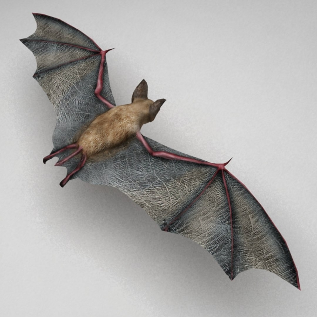 3d Model Of Rigged Vampire Bat Fly Animation