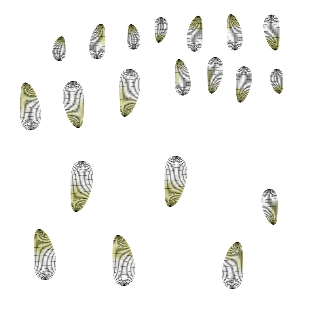 Llanocetus 3D Model - TurboSquid 2344196