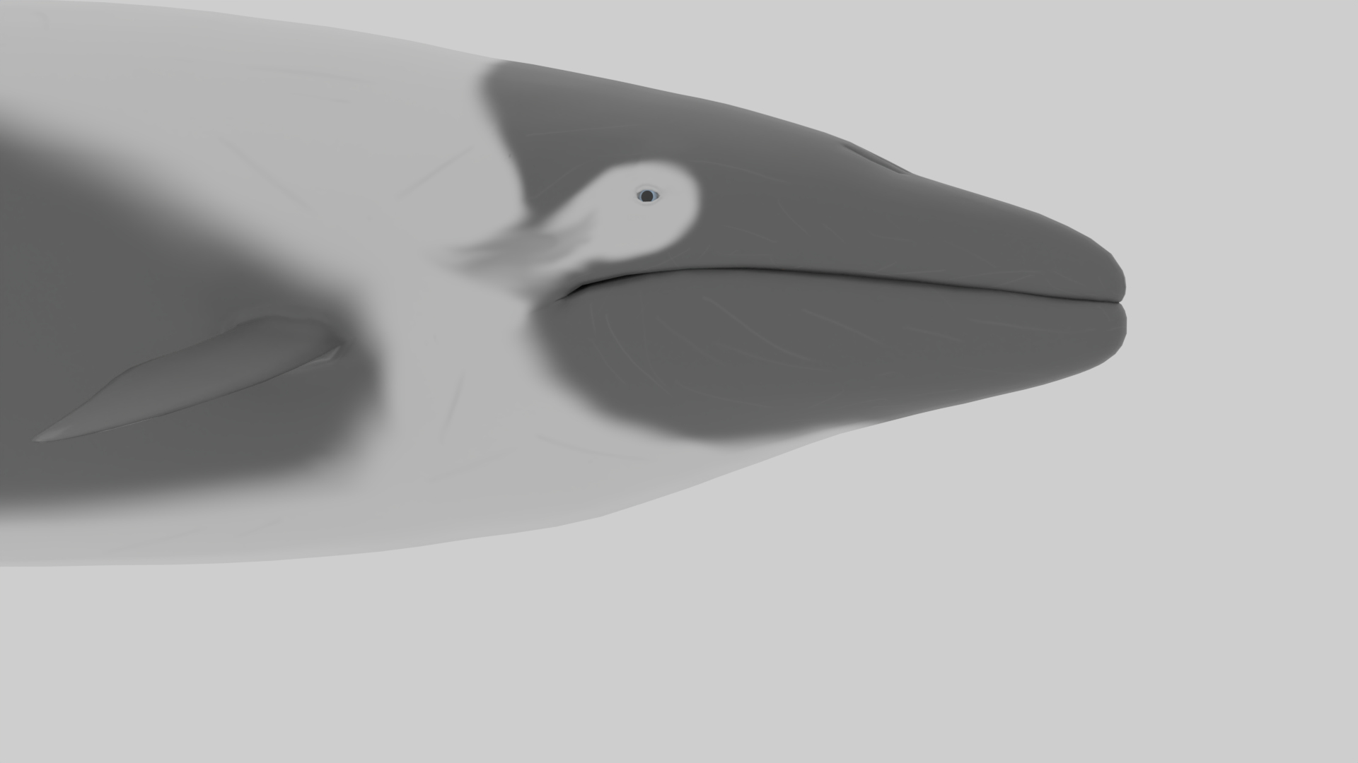 Llanocetus 3D Model - TurboSquid 2344196