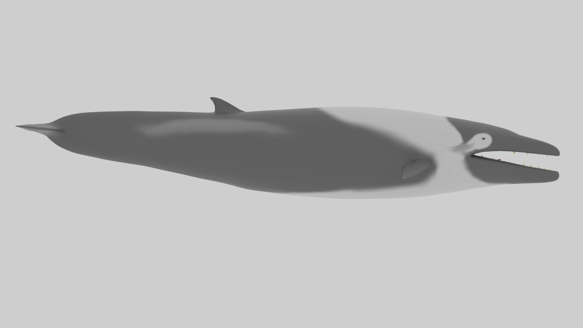 Llanocetus 3D Model - TurboSquid 2344196