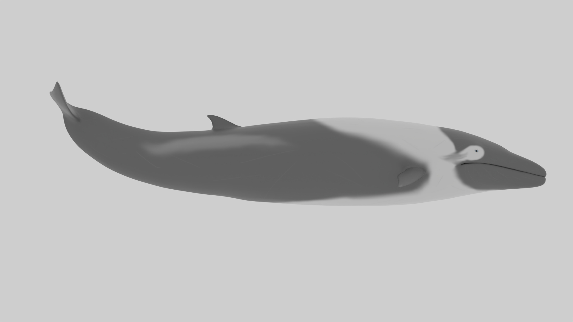 Llanocetus 3D Model - TurboSquid 2344196