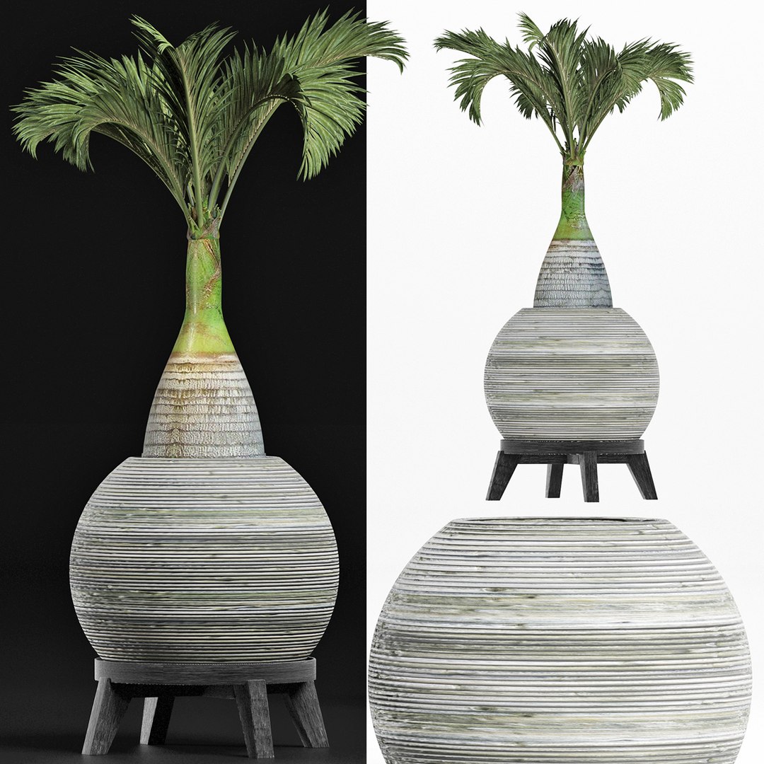 Palm Plants 3D Model - TurboSquid 1685272