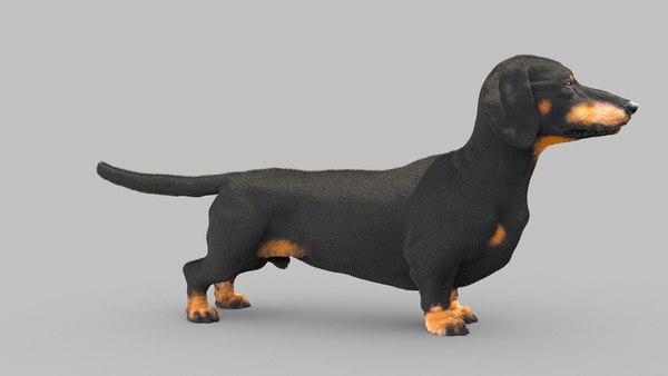 dackel-hund-3d-modell-turbosquid-1686183