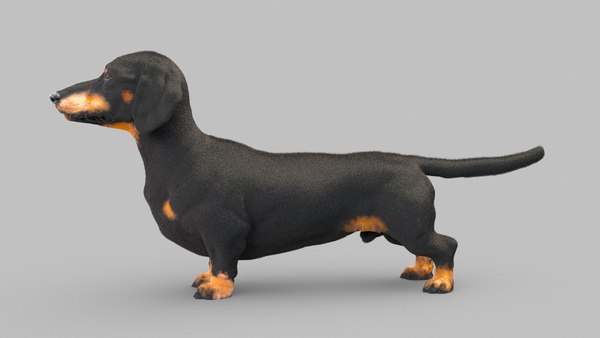 dackel-hund-3d-modell-turbosquid-1686183