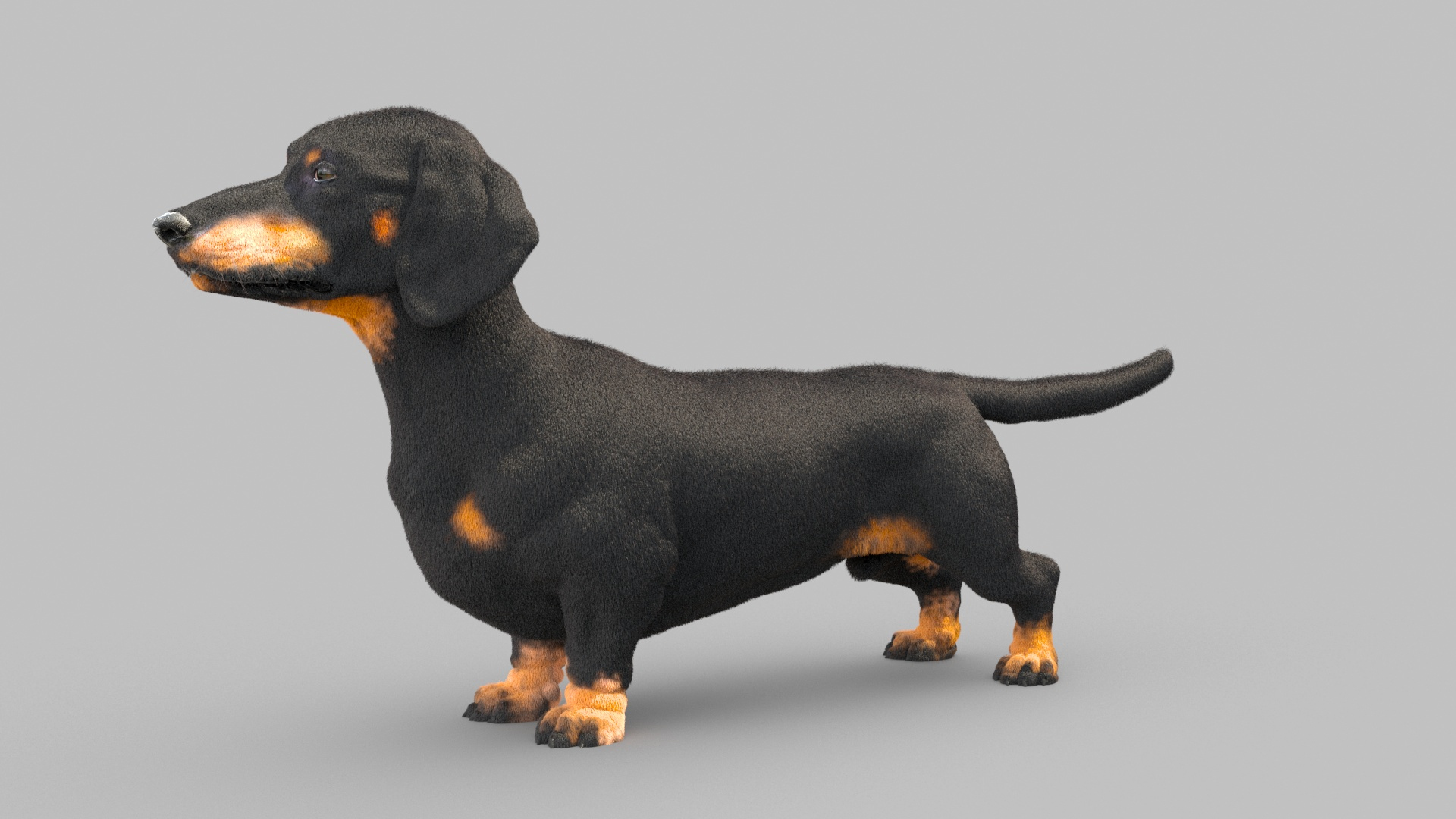 Dachshund dog 3D model - TurboSquid 1686183