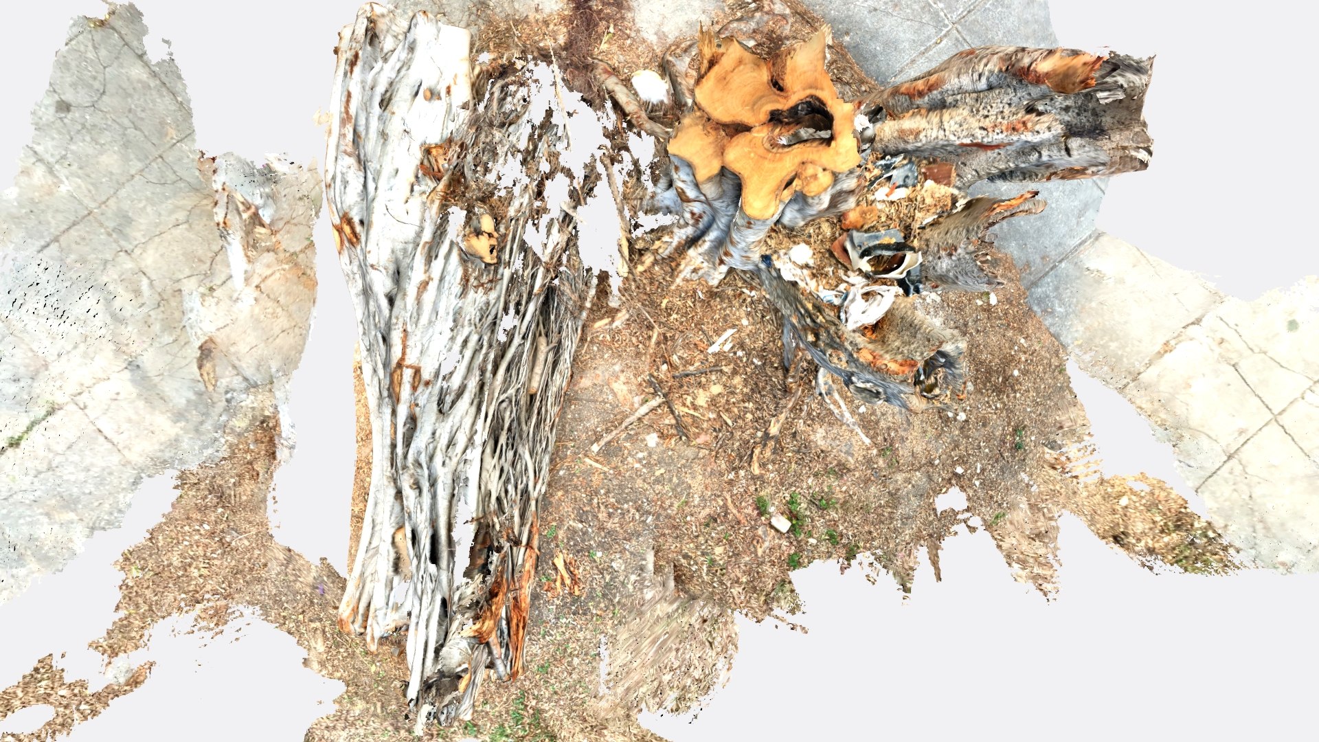 Jaguey Tree 3D Model - TurboSquid 1967933