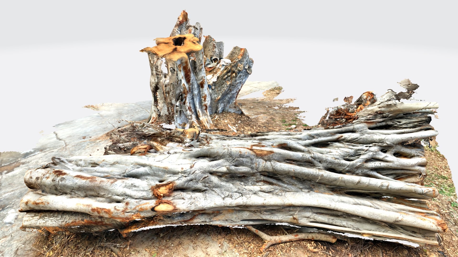 Jaguey Tree 3D Model - TurboSquid 1967933