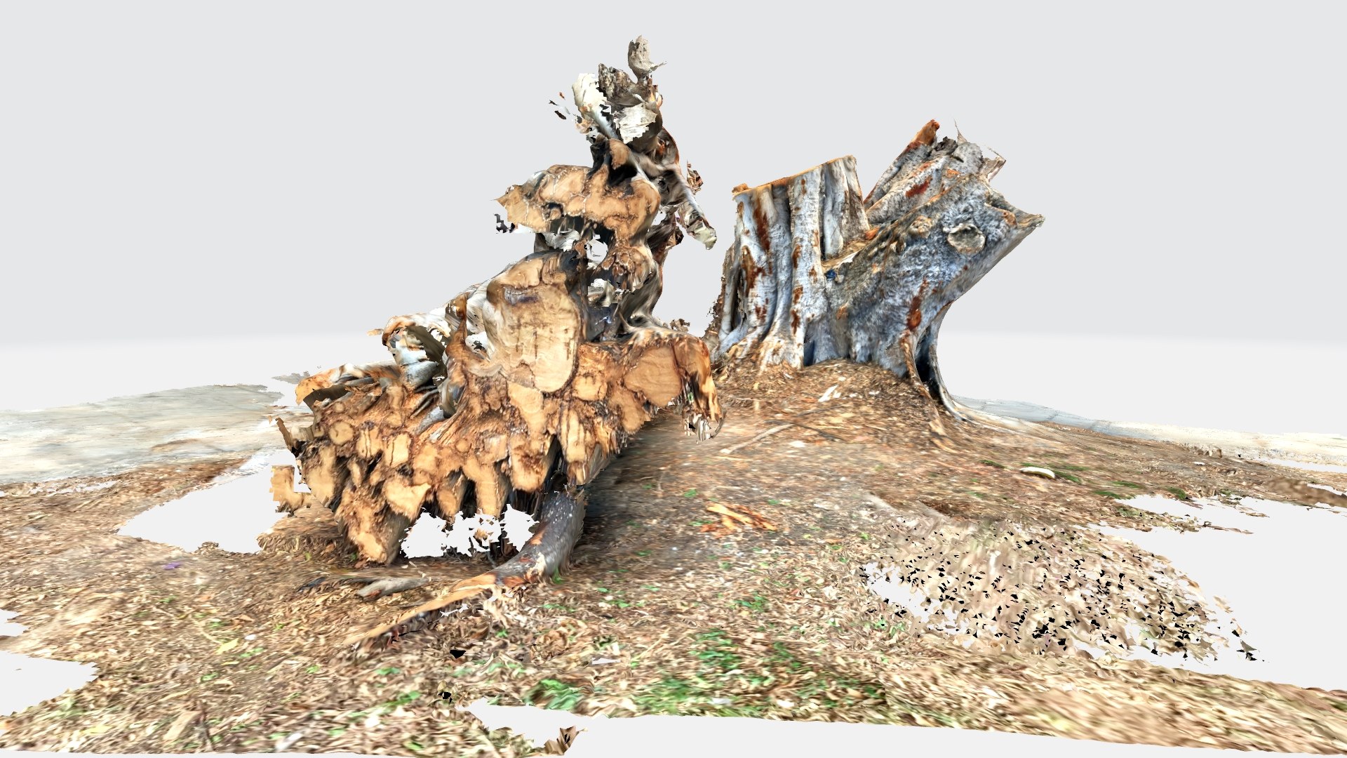 Jaguey Tree 3D Model - TurboSquid 1967933