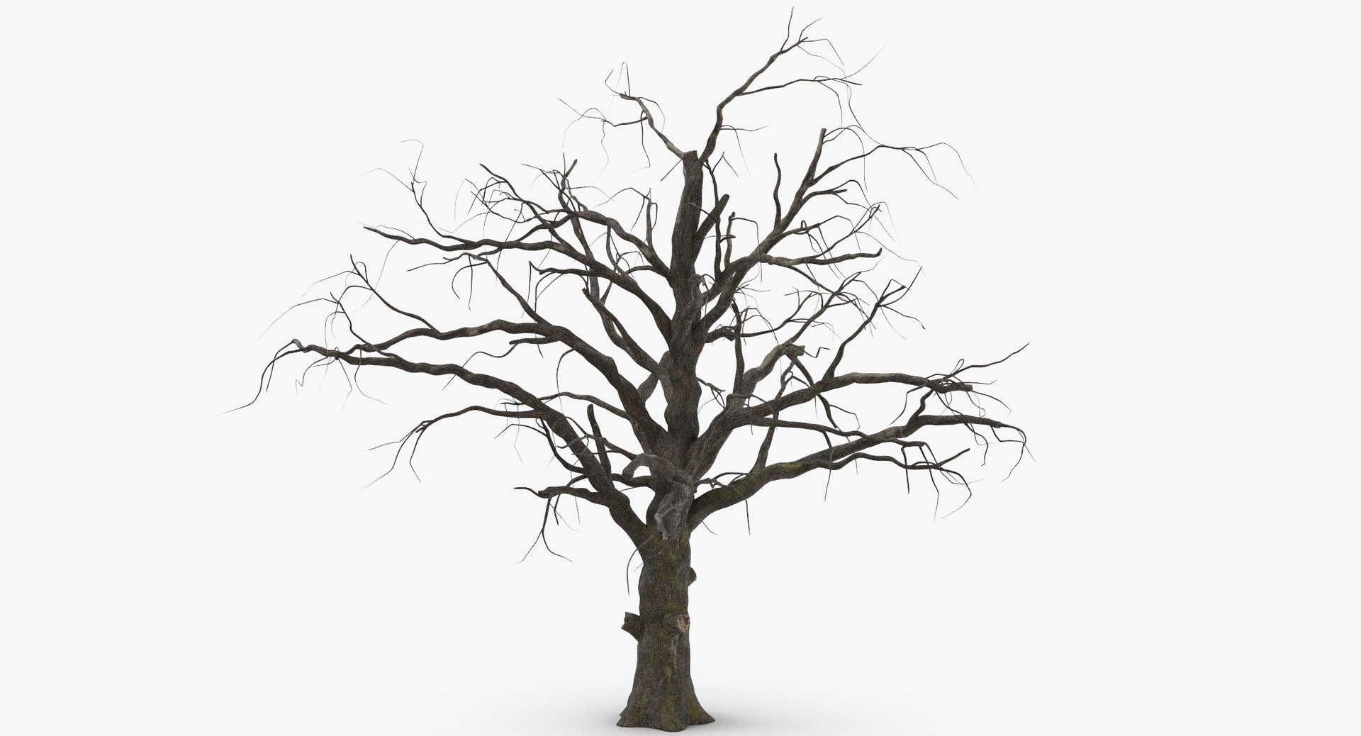 3d Model Old Dead Tree 01
