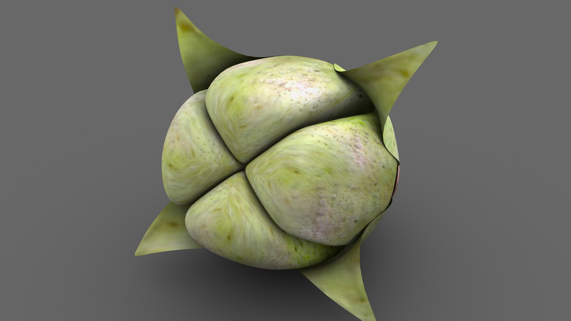 Cotton Plant Bud Model - TurboSquid 1803866