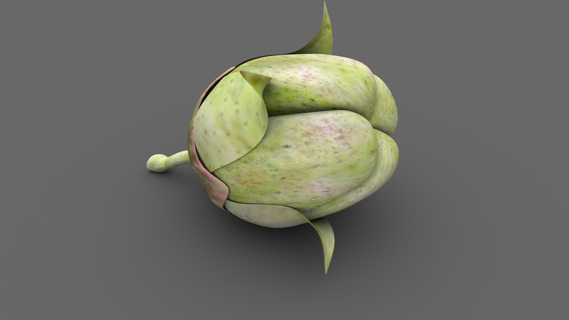 Cotton Plant Bud Model - TurboSquid 1803866