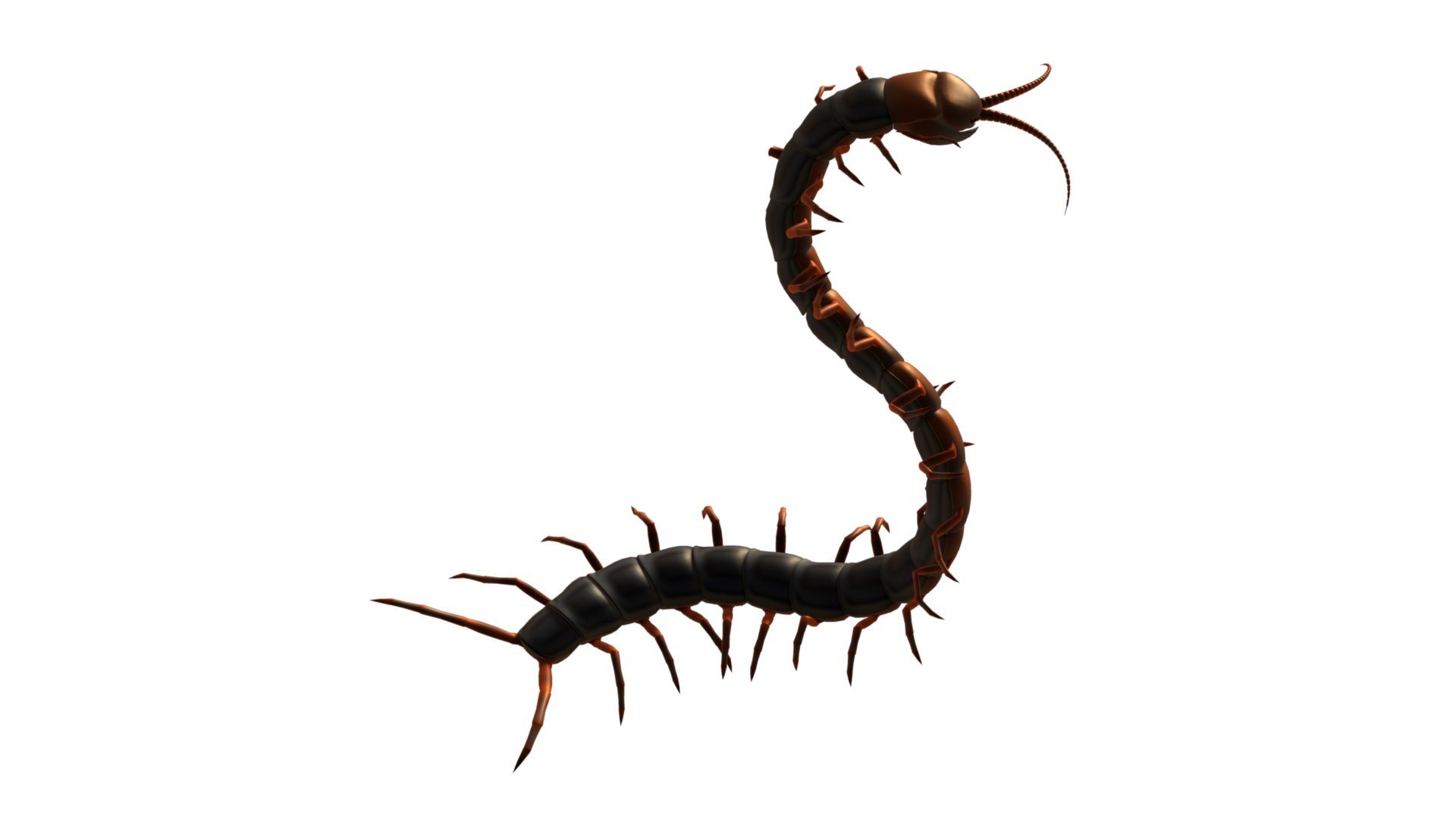 3D centipede model - TurboSquid 2031232