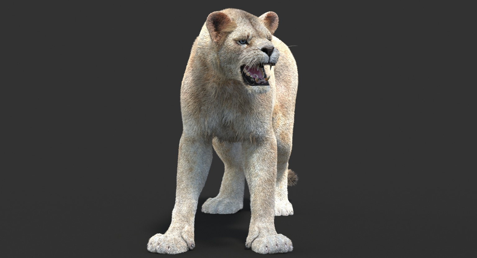 3D lioness 2 fur colors model - TurboSquid 1153348