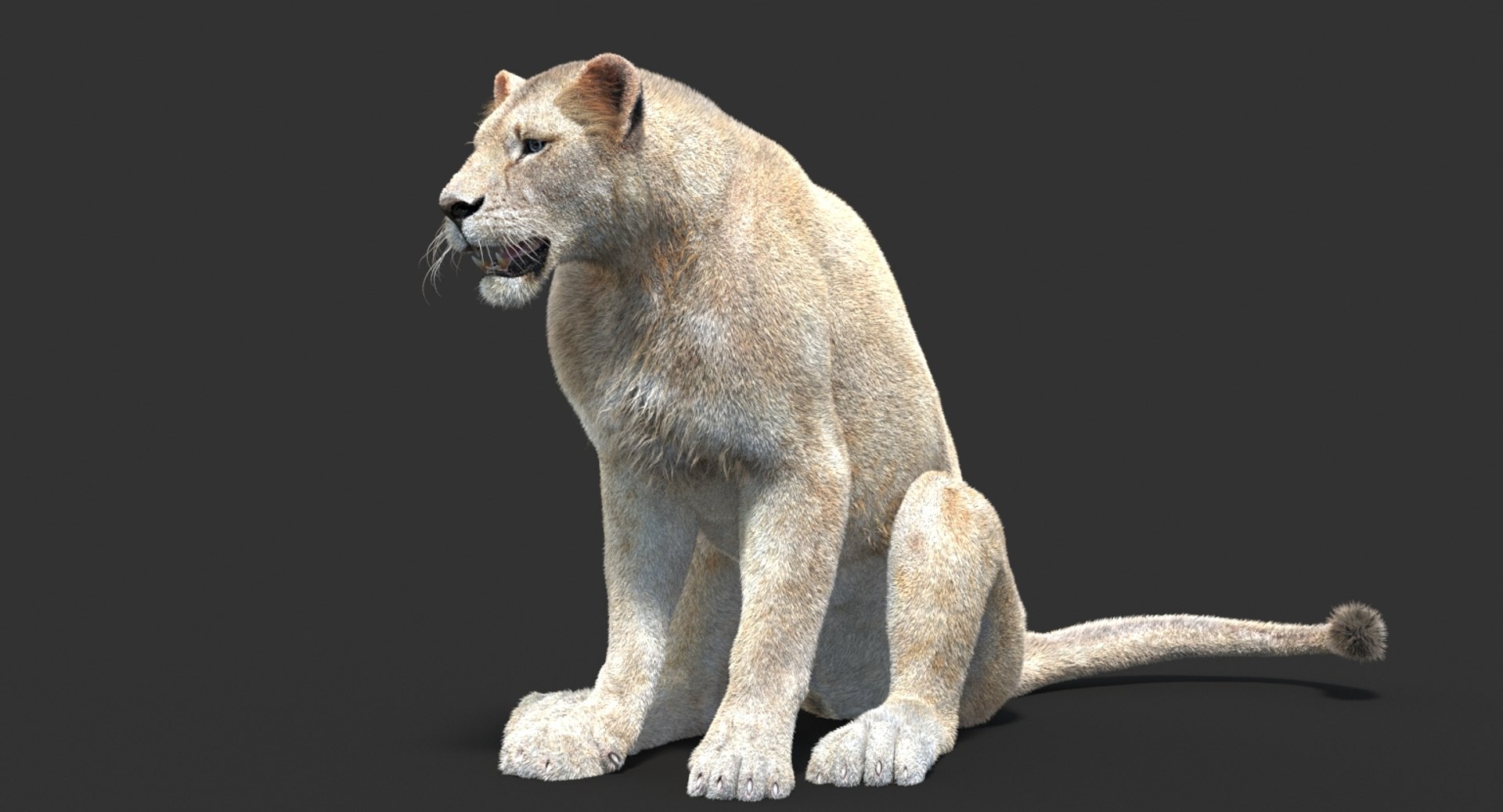 3D lioness 2 fur colors model - TurboSquid 1153348
