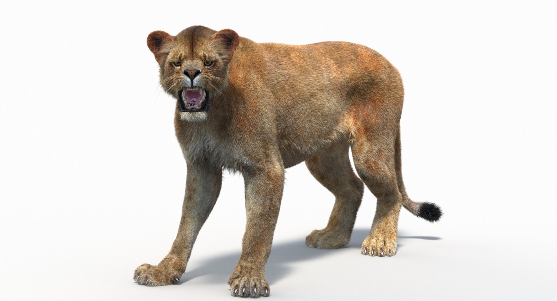 3D Lioness 2 Fur Colors Model - TurboSquid 1153348