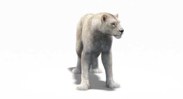 3D lioness 2 fur colors model - TurboSquid 1153348