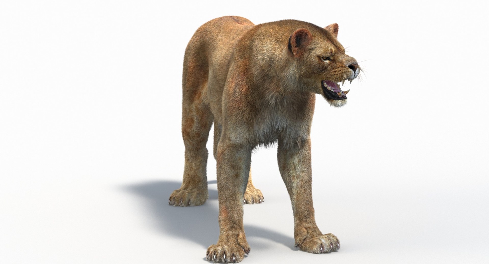 3D Lioness 2 Fur Colors Model - TurboSquid 1153348