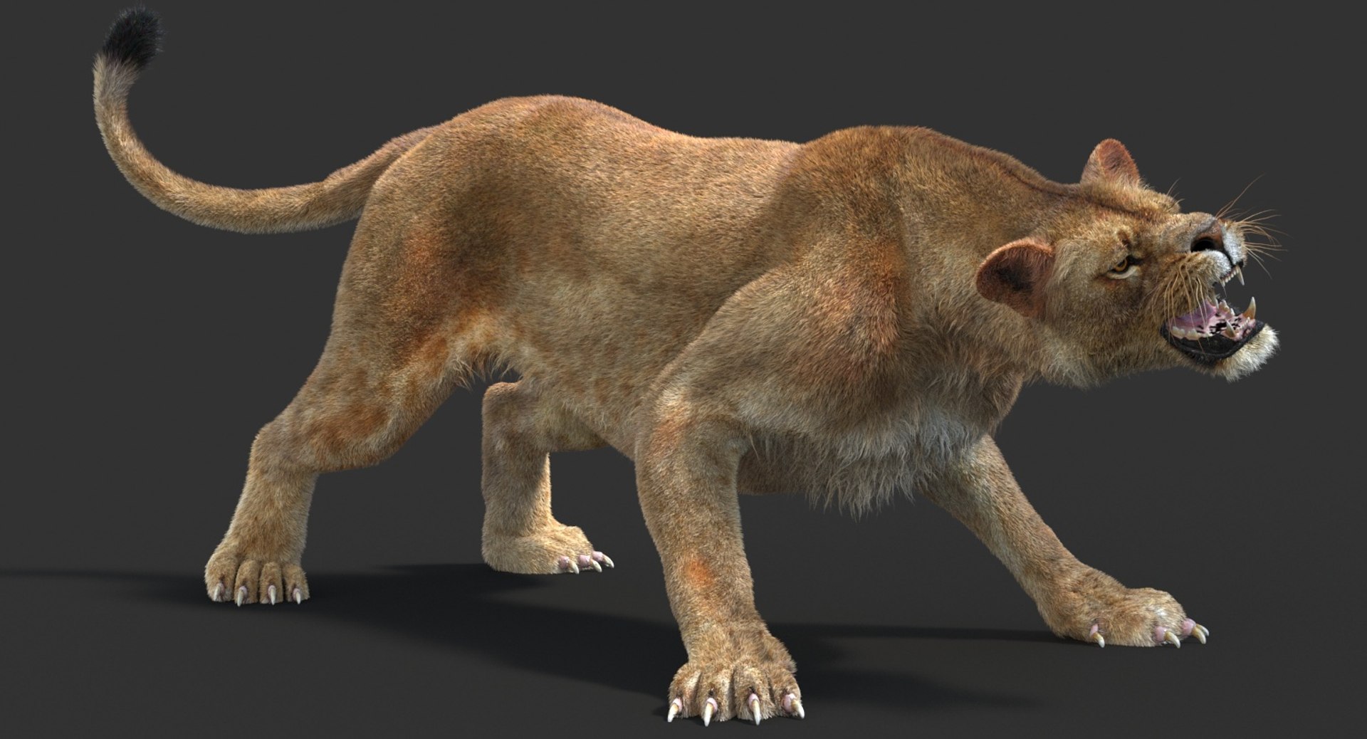 3D Lioness 2 Fur Colors Model - TurboSquid 1153348